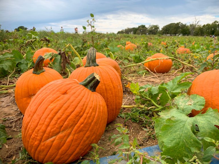 15 Best Things To Do In Texas With Kids The Whole Family Will Enjoy 15-best-things-to-do-in-texas-with-kids-the-whole-family-will-enjoy