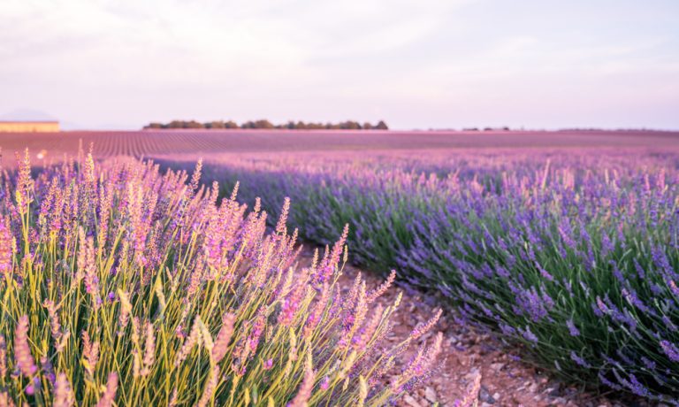10 Best Lavender Fields In Texas You Must Visit - Texas Travel 365