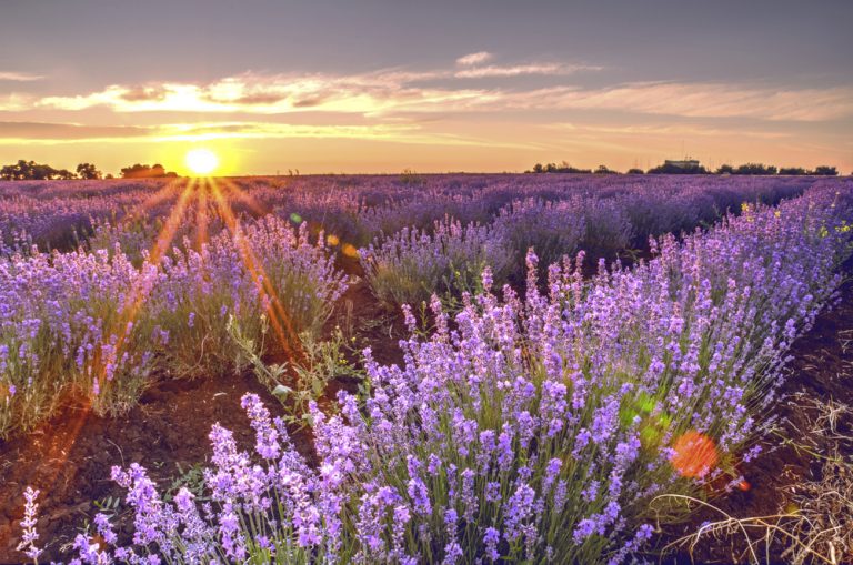 10 Best Lavender Fields In Texas You Must Visit - Texas Travel 365